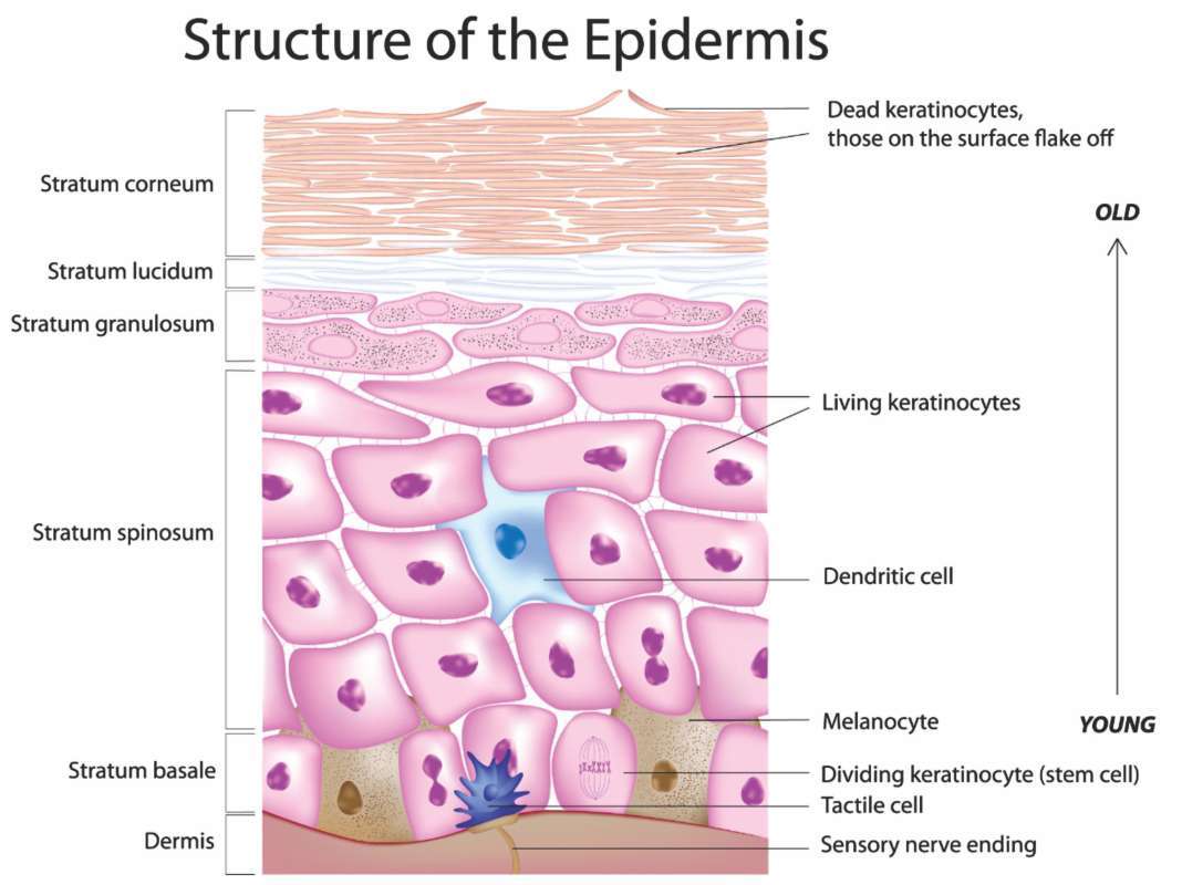 Epidermal Barrier Function And Its Relevance To Aesthetic Techniques